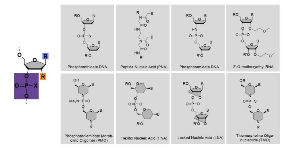 Nucleotides and Oligonucleotides | Veranova